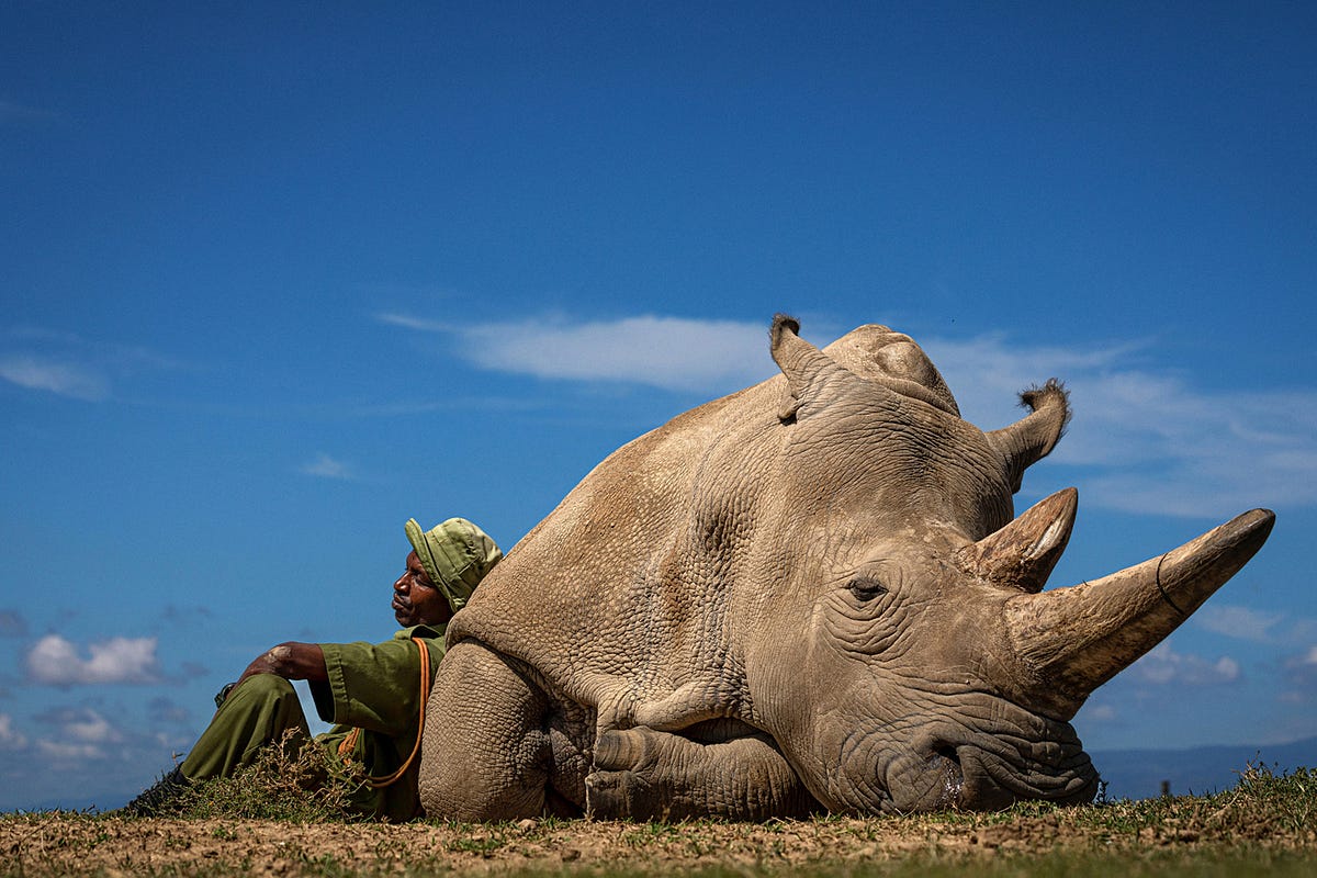 Solidarity with Animals: Response | by People•Animals•Nature | Medium