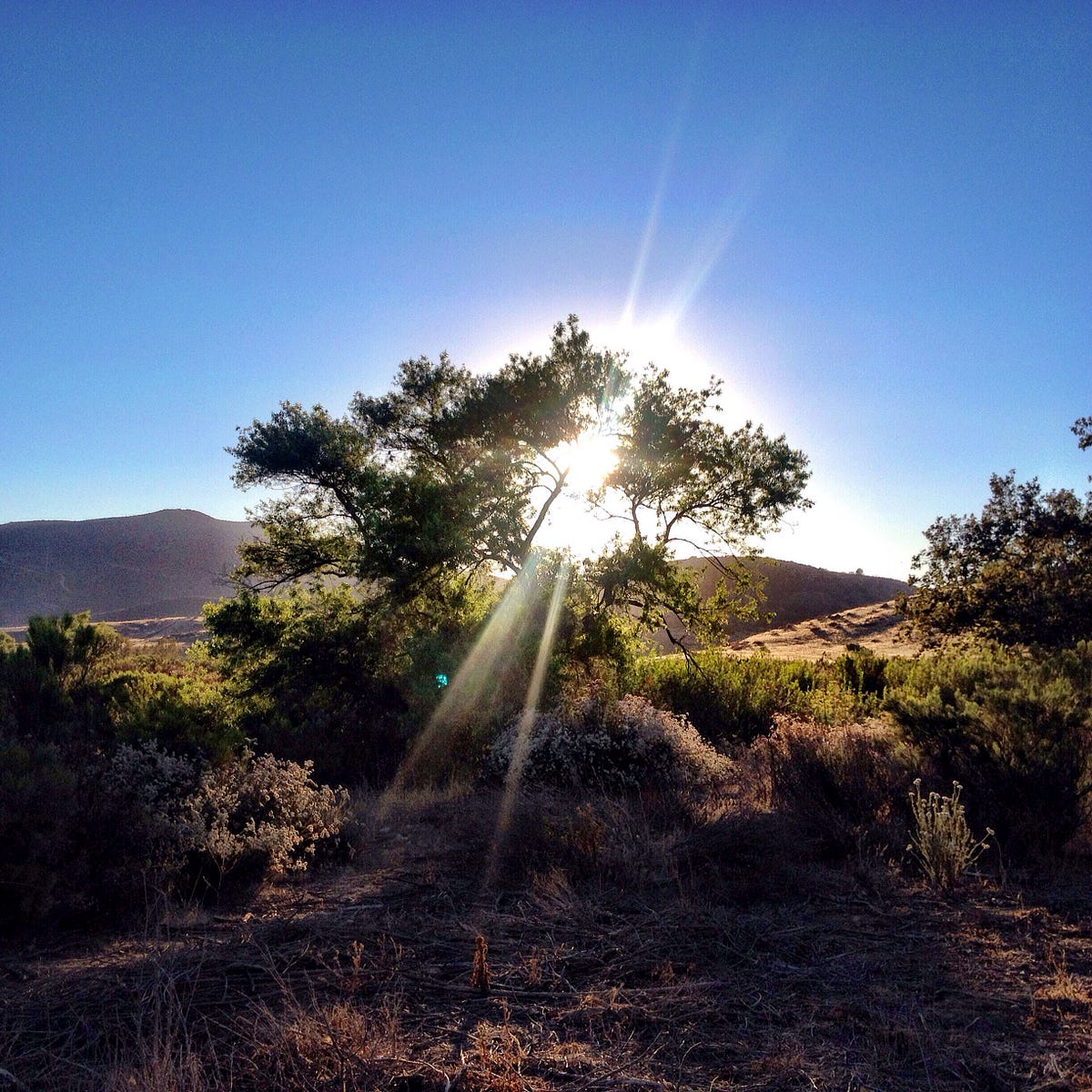 Early Morning Sun. Inspiration from nature to fuel my day | by Libby ...