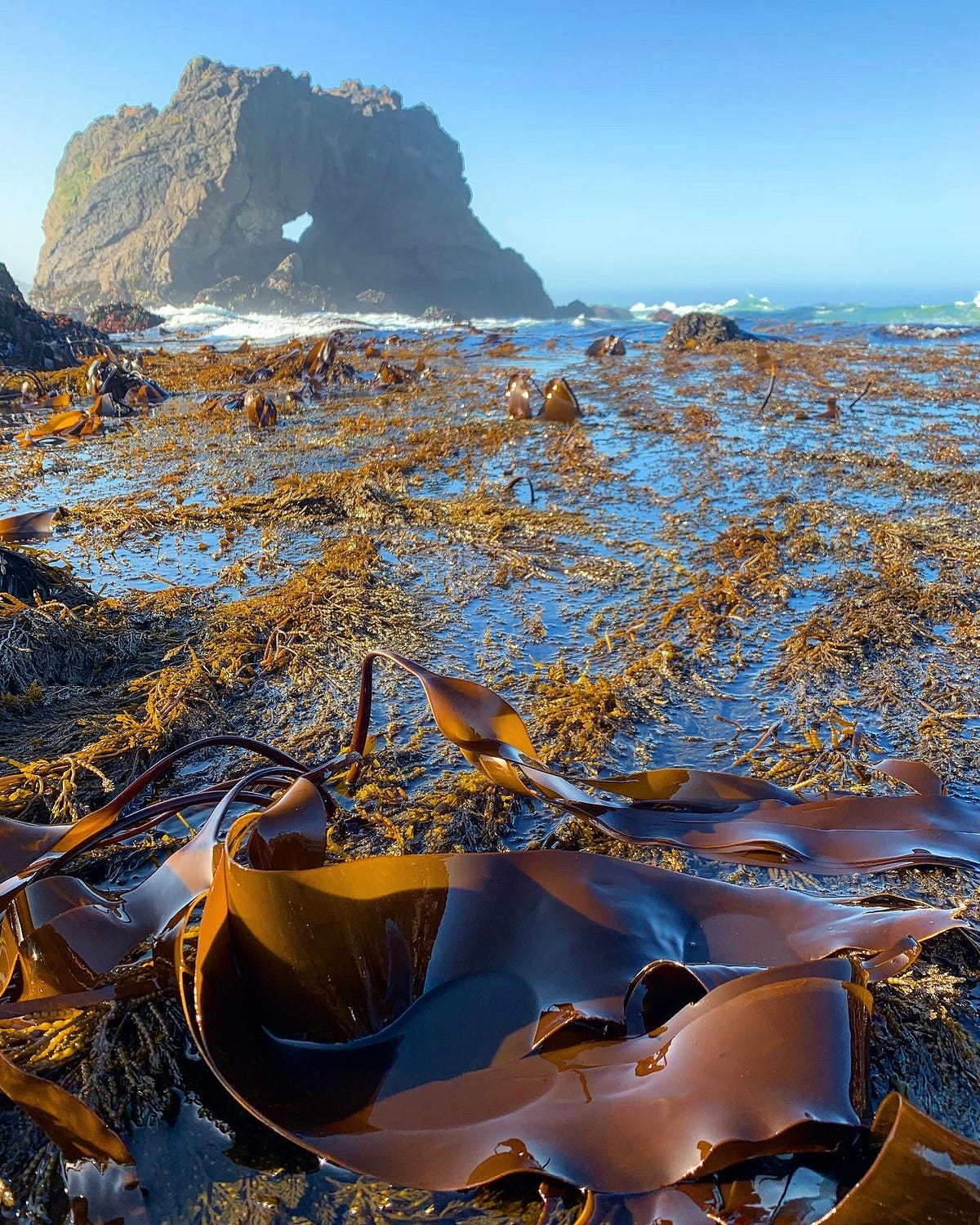 The relationship between seaweed and the reduction of Methane emissions ...