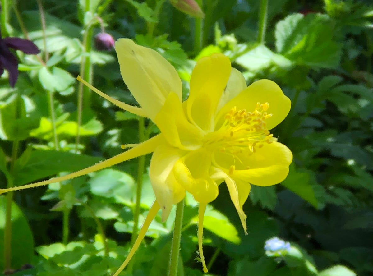 The Columbine Brightens the Day. Columbine is the right name for this ...