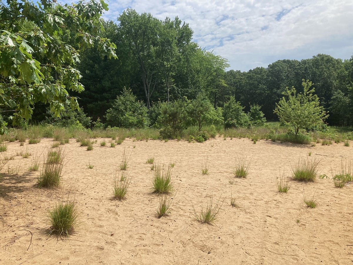 Digital Nature Walks — The Sand Plains of Glacial Lake Hitchcock | by A ...