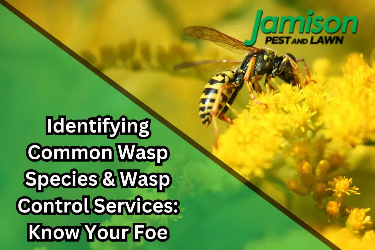 Identifying Common Wasp Species and Wasp Control Services - Jamison ...