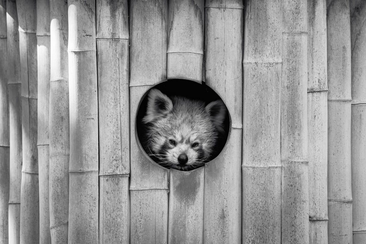 “Alone in my fox hole” – a haiku - David McKenzie - Medium