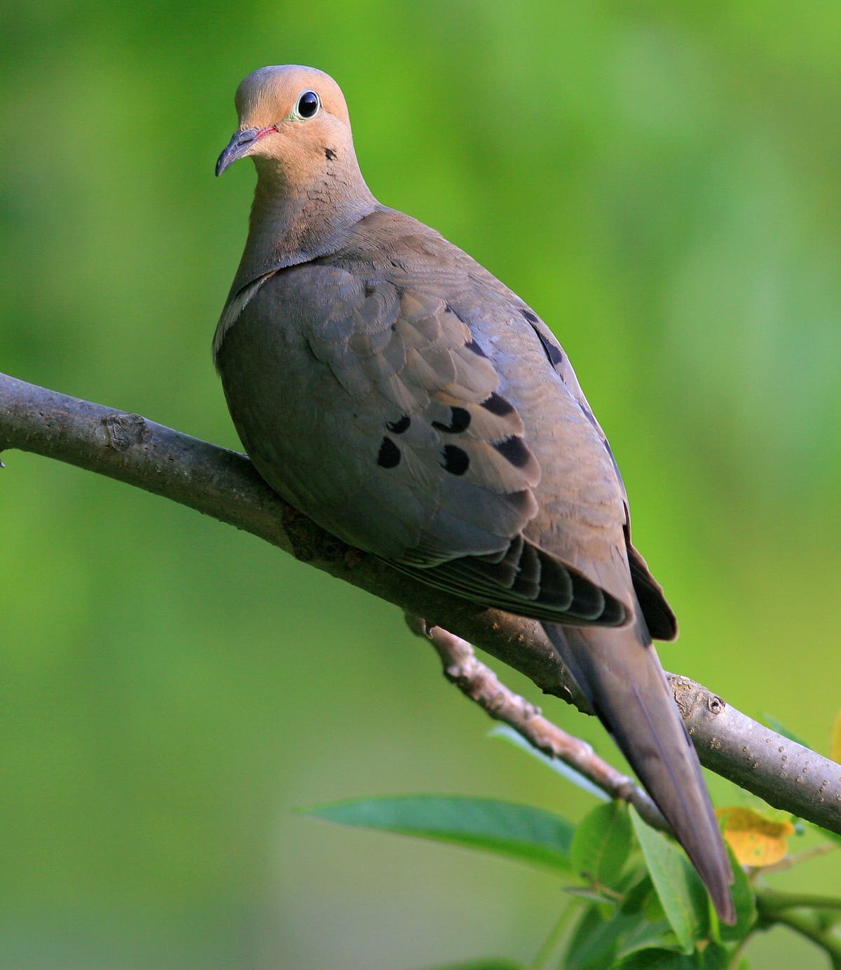 Avoidance and Mourning Doves. Back in April, I had a serious conflict ...