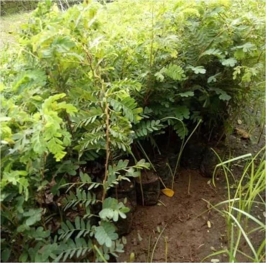 Bibit Asam Jawa Pohon Bangli Terlengkap | by zahrah bibit | Medium