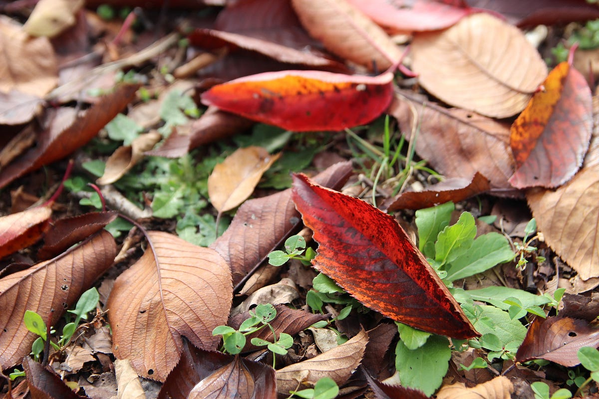 Sustainability: Following Up with Global Weirding | by Jamie O'Donnell ...