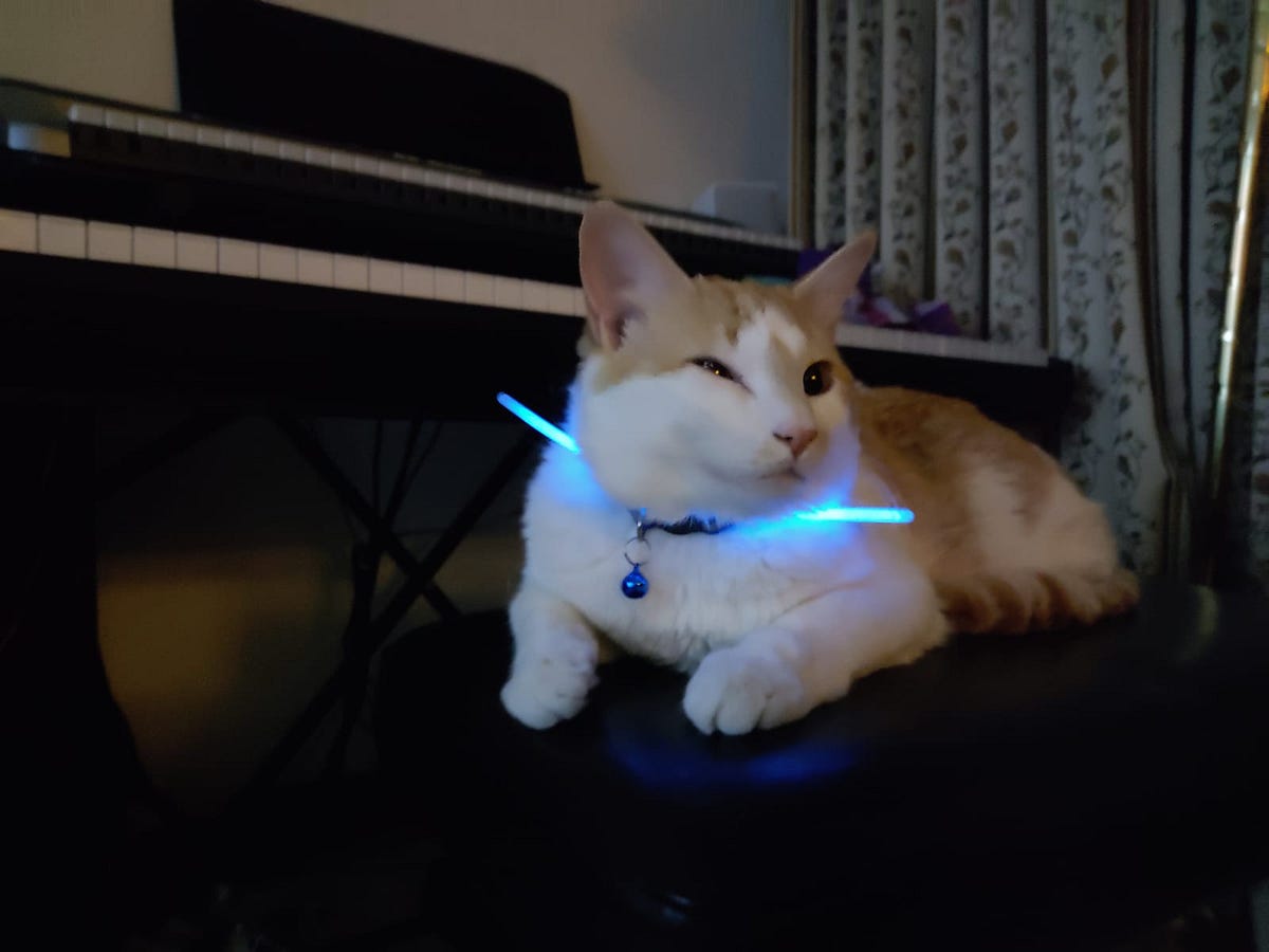 Custard the Curious Cat. Poetry Month Challenge #3 | by Shireen ...