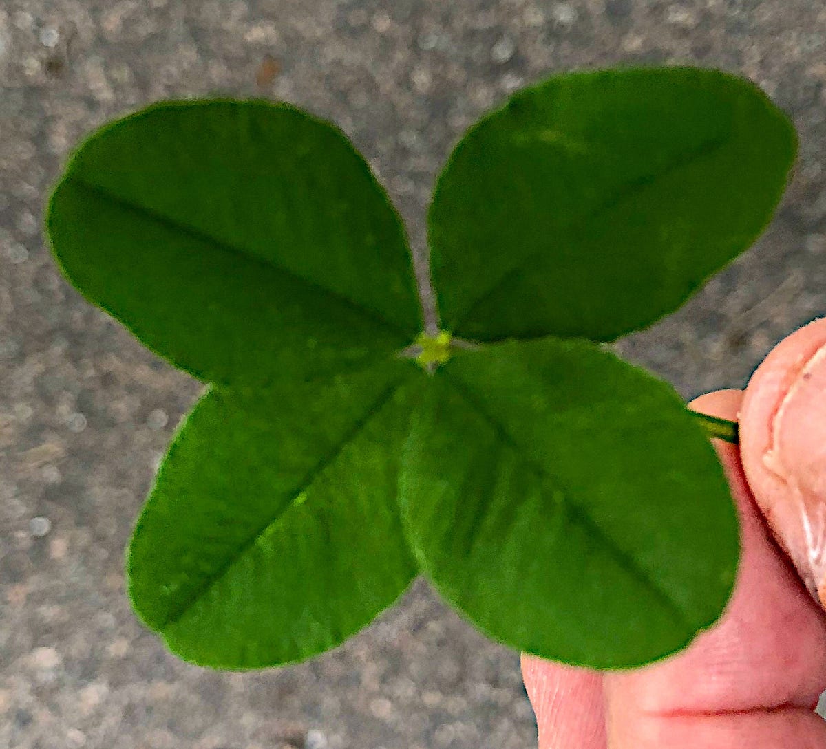 My lucky day. I’m one of those people who, when they… | by John Van Dalen | Medium