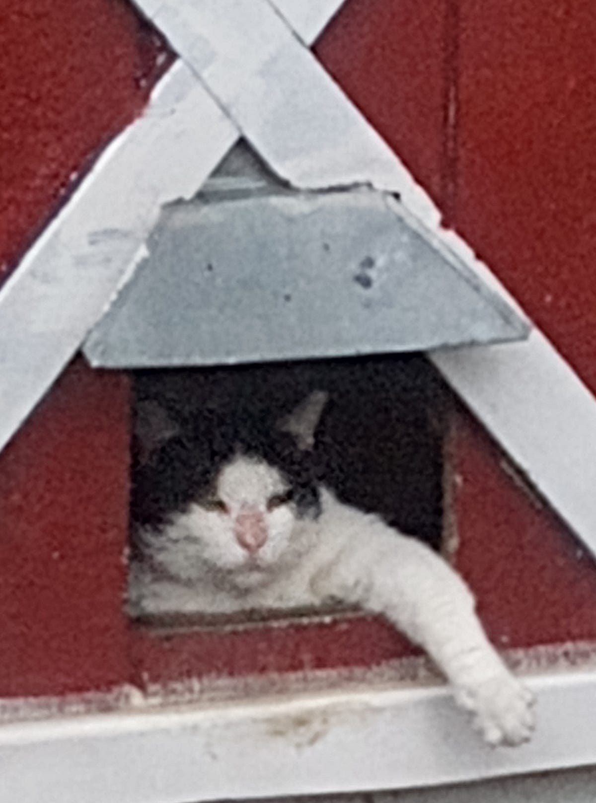 Death of a Barn Cat. Buddy was fat and lazy; black and white… | by ...