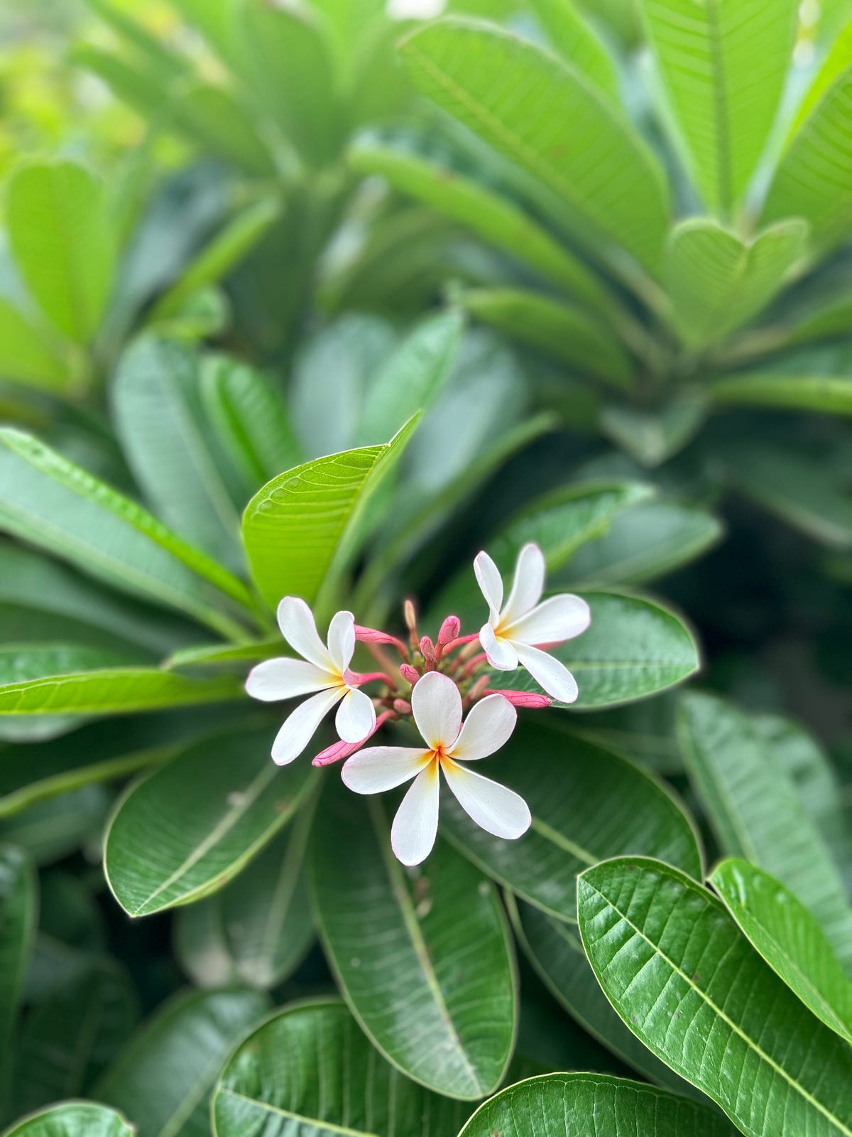 Remembering those golden days of child hood in village and comparing the same with today’s busy ...