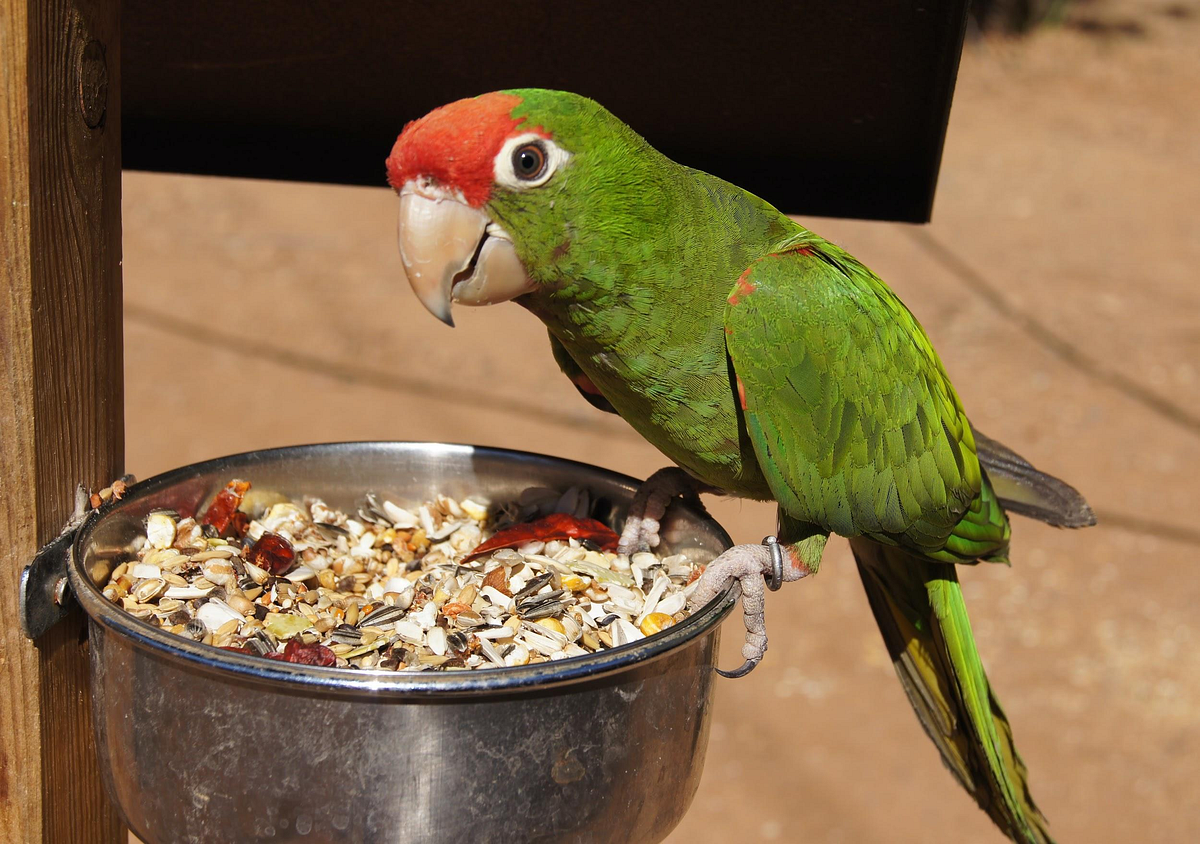 Fundamental Rules to Consider When Keeping Exotic Pets | by Martin Hopp ...
