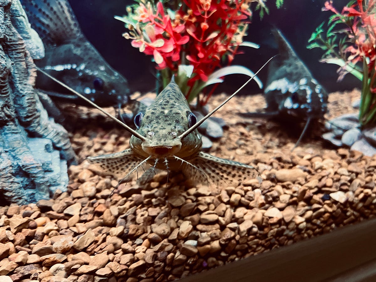 Three Catfish. On Pleasant Surprises and a Tenuous… | by Scott Houston ...