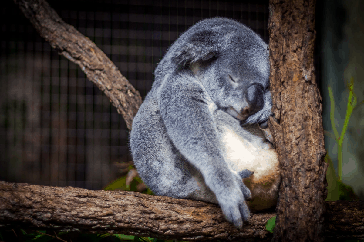 5 Qualities of Amazing Naps, from a Serial Sleeper | by Touch Grass ...