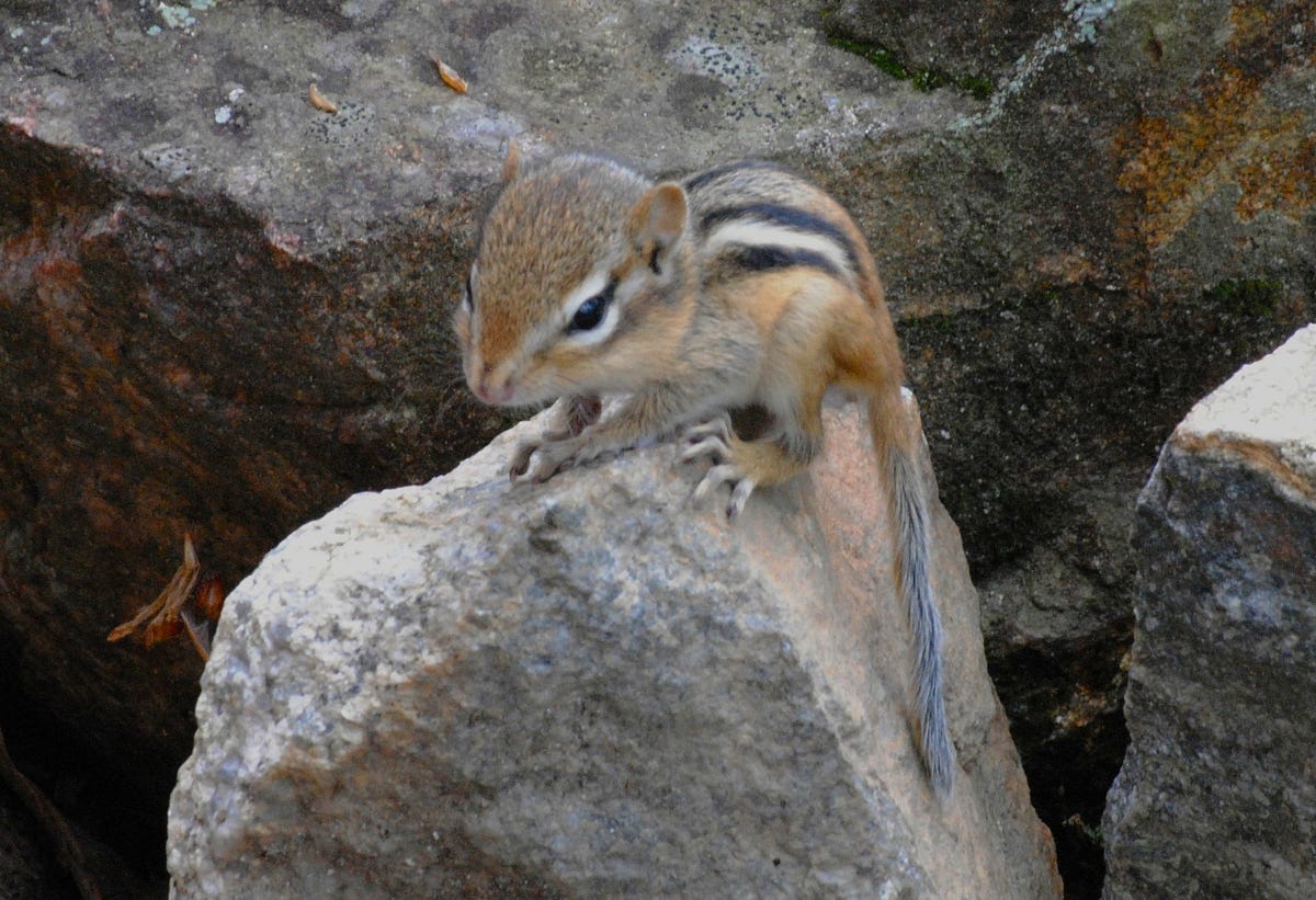 The Latest Scientific Chatter on Chipmunks and Squirrels | by Elaine ...
