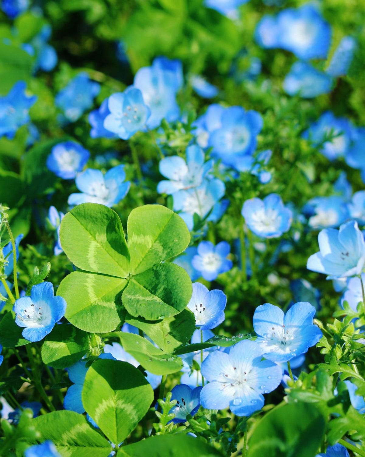 Fortune. Fortune comes from miles away. | by Constance Williams | The ...