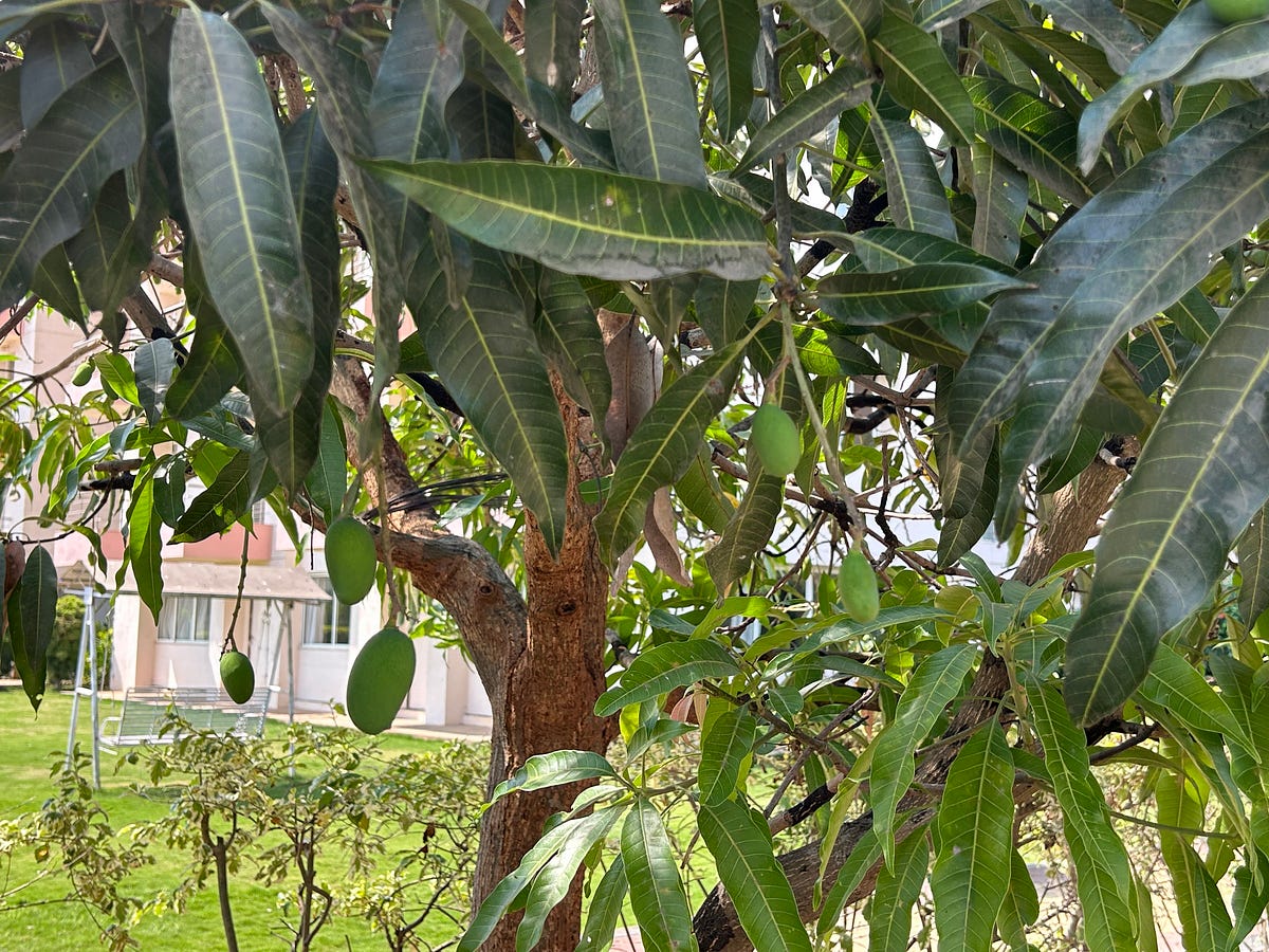 A Tree Of Memories:Mangoes And My Childhood | by Shubha Apte | The ...