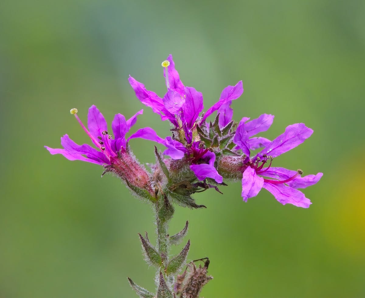 Flower Photography: Advanced Editing | by Mark Overmars | Full Frame ...