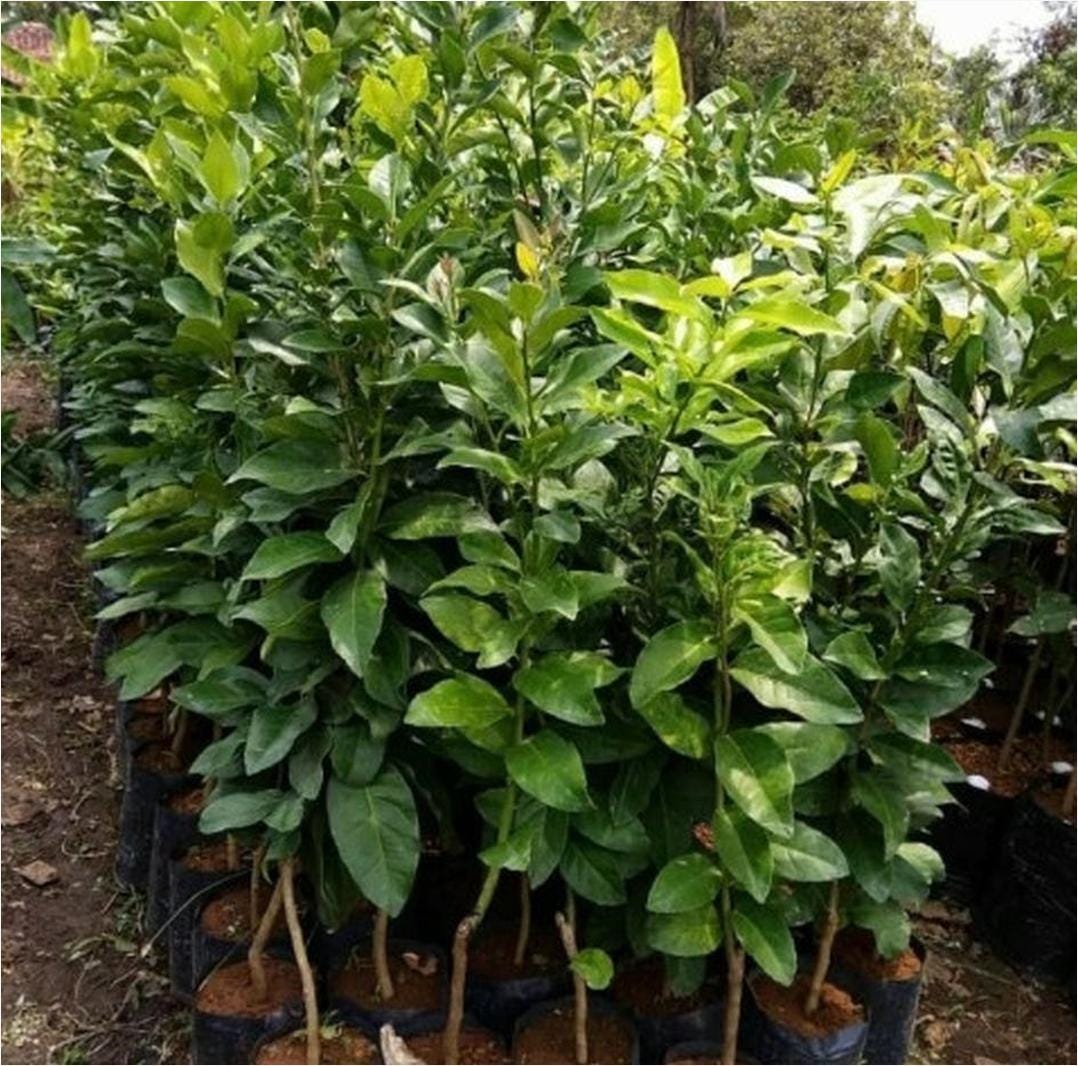 Bibit Jeruk Lemon Eurika Tanaman Buah Super, Pohon Banyuwangi | by ...