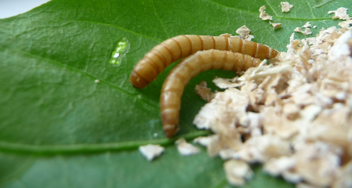 Should replacing meat with insects be your New Year’s resolution? | by ...