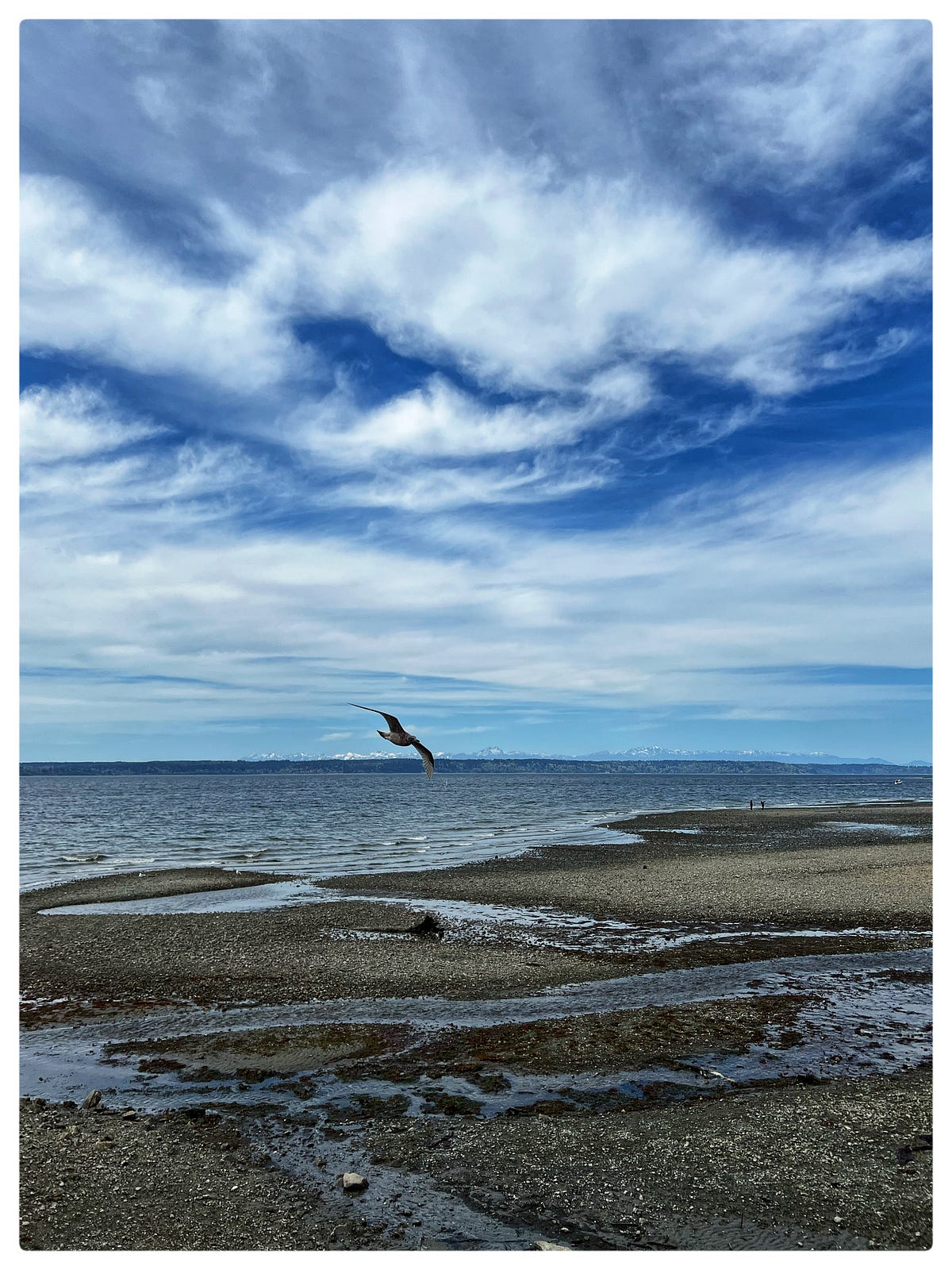 Freedom. - Marty Dugan - Medium