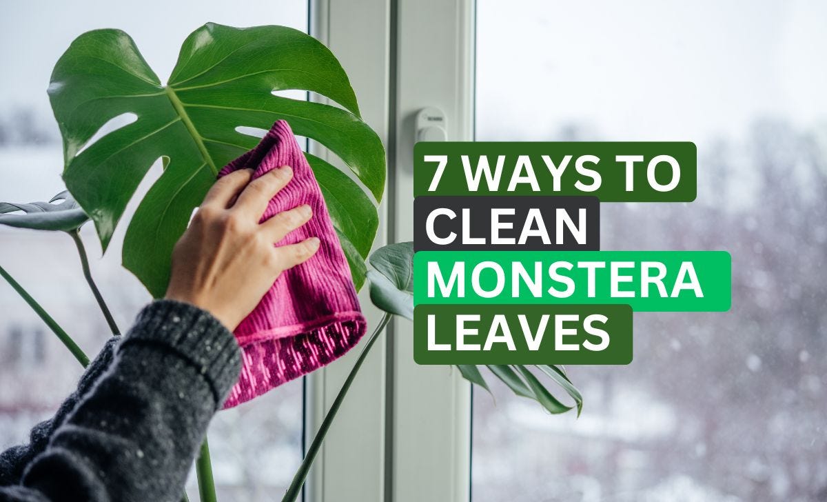 How I Clean My Monstera Leaves, In 7 Easy Steps | by Atik Faysal | Medium