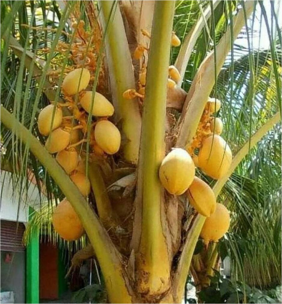 Bibit Kelapa Gading Kuning Cepat Berbuah Dan Mudah Perawatan Tanaman ...