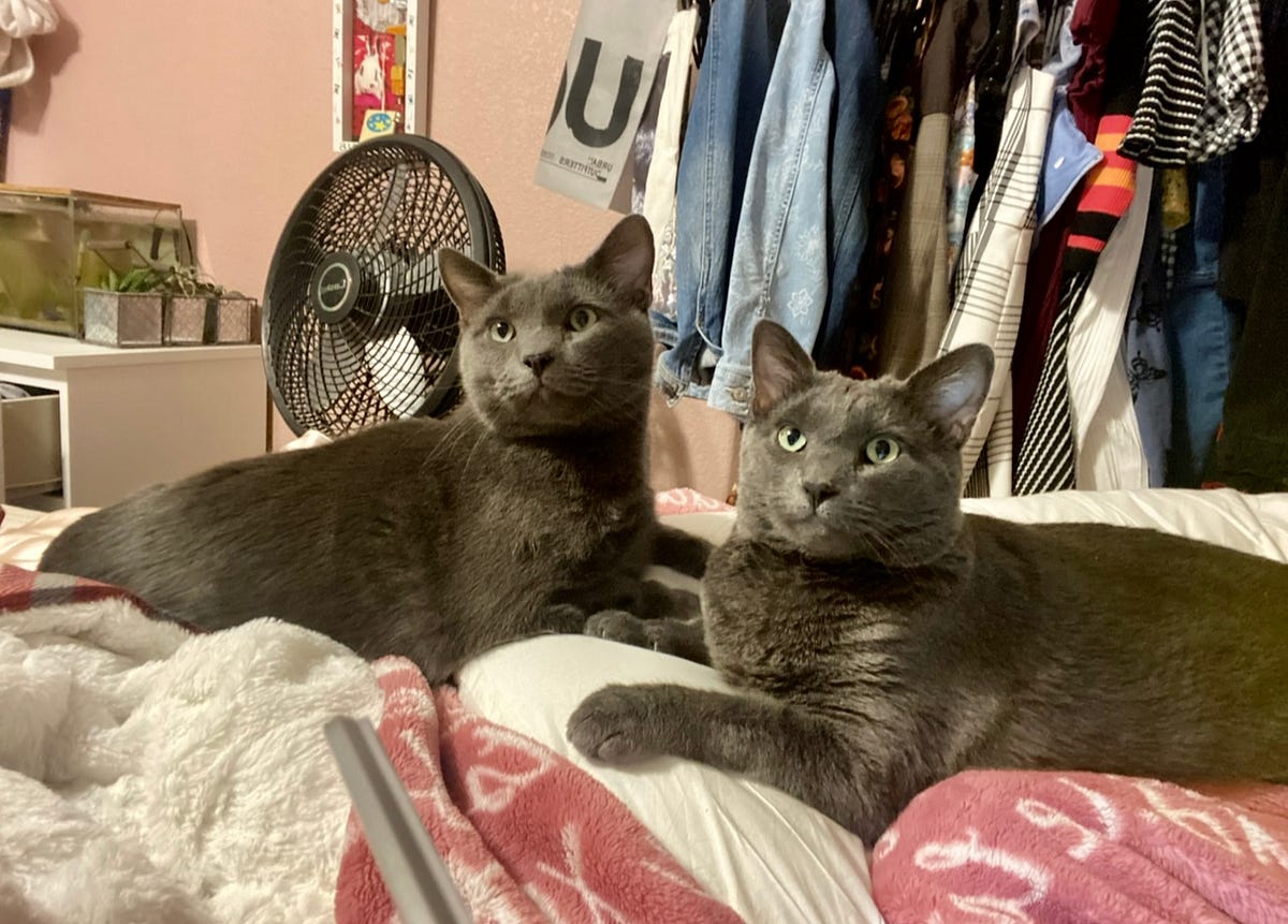 My Pet Peeves as an Owner of Identical Cats | by Haylee Griffith ...