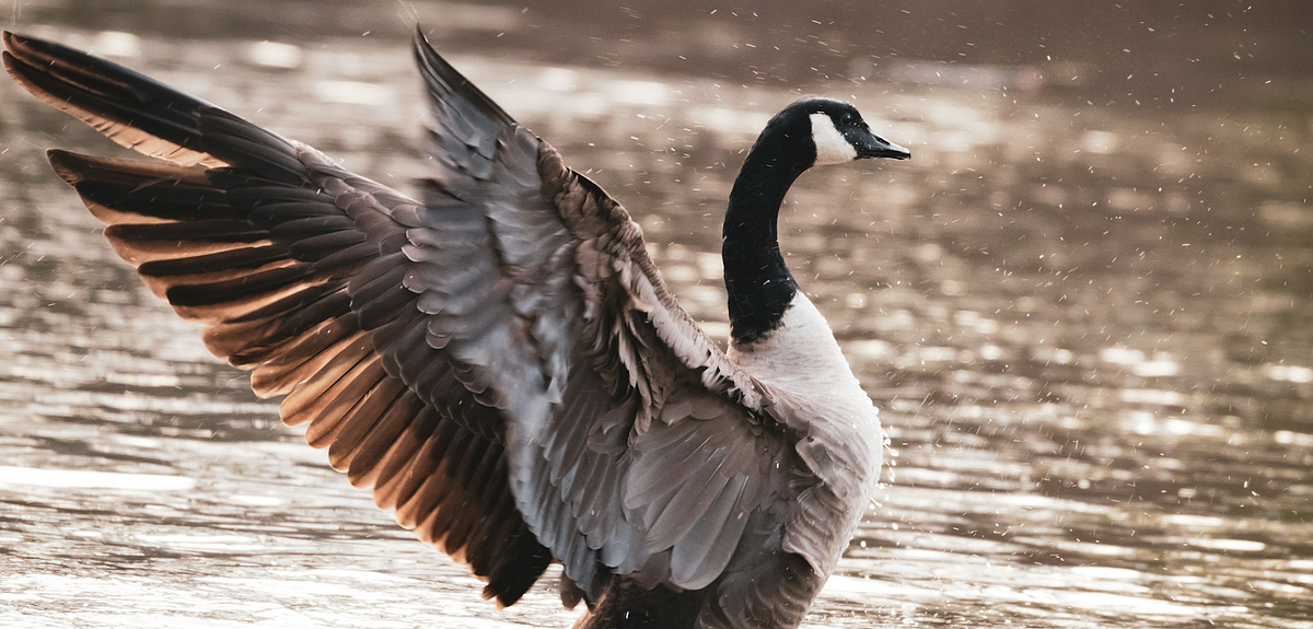 Canada’s Terror Squad — The Cobra Chicken | by Robin Wilding 💎 | MuddyUm