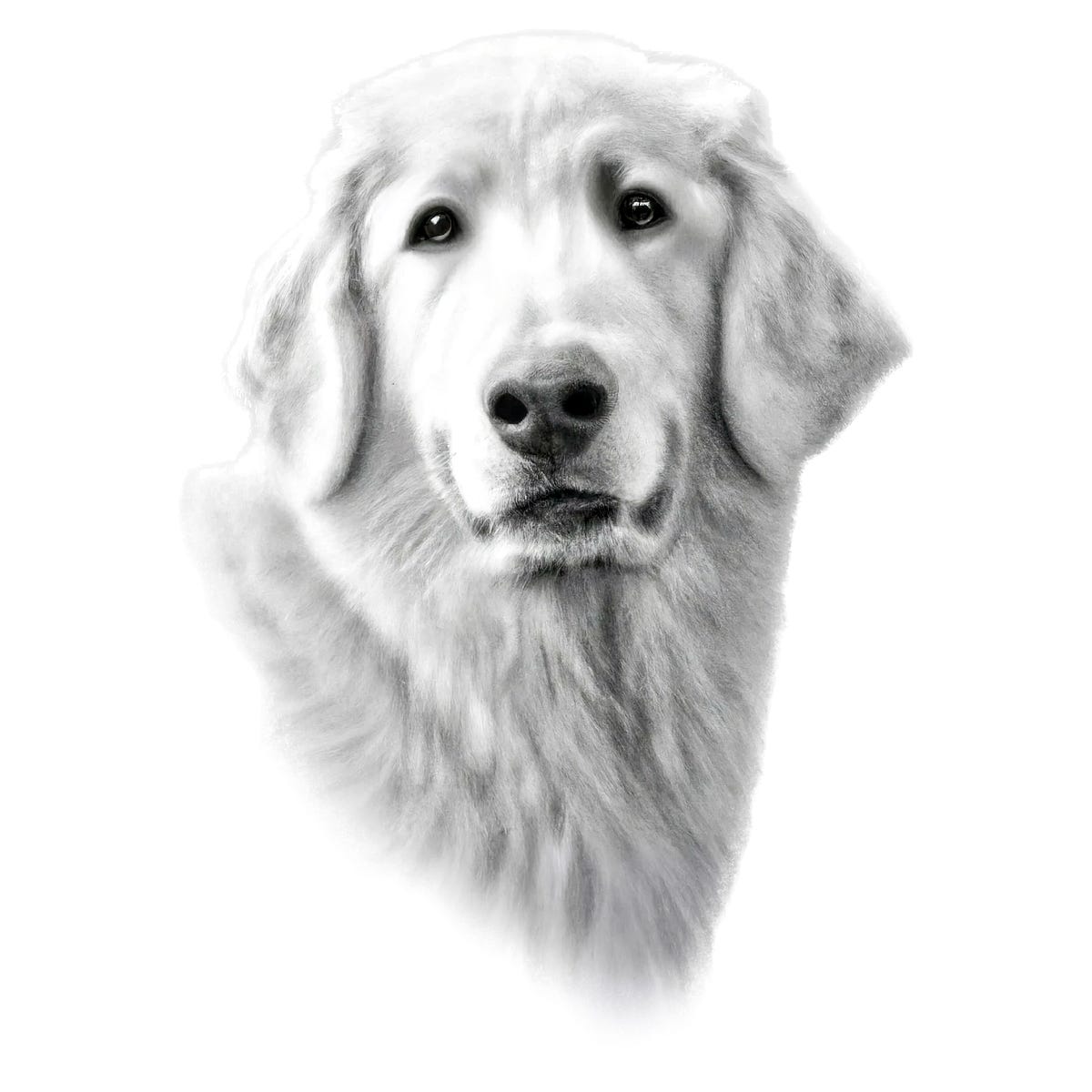 A poem about a Kuvaszok - Jason Harper | PortraitsofDogs.com - Medium