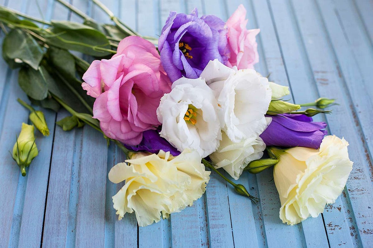 Order Flowers online to give a pleasant vibe to Your Loved Ones | by ...