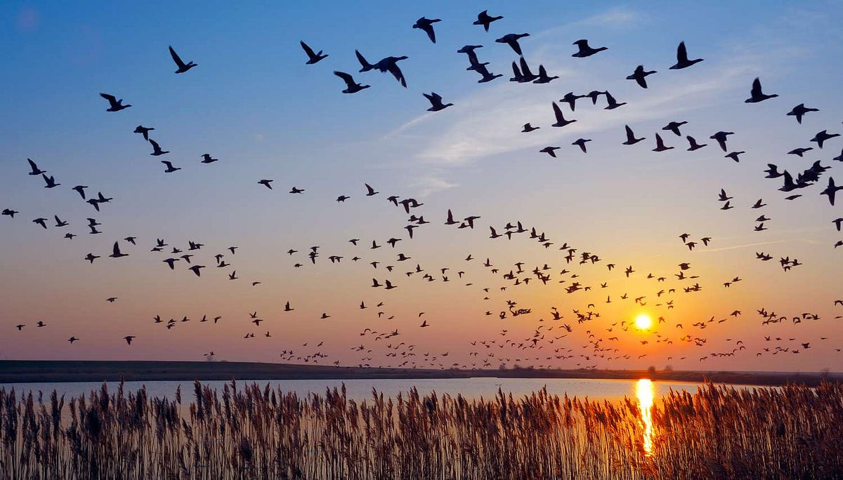 Migrating From Integer Id To Uuid In Django Without Data Loss