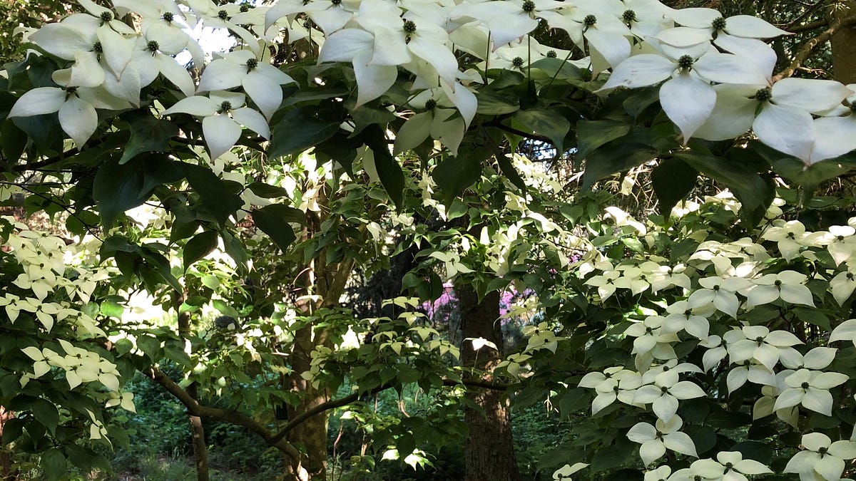LEARN: The Regenerative Talk. Tree of Sanity | Collaborative… | by ...