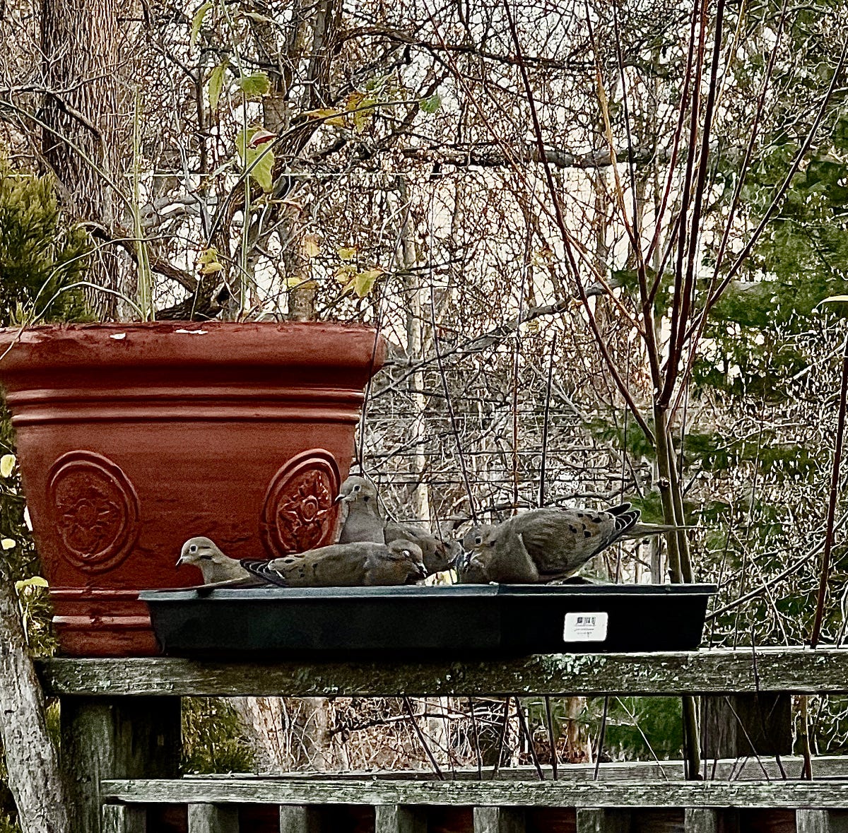 Mourning Sounds. Zen Lessons 2024 11 20 | by Peter J. Ryan | Nov, 2024 ...