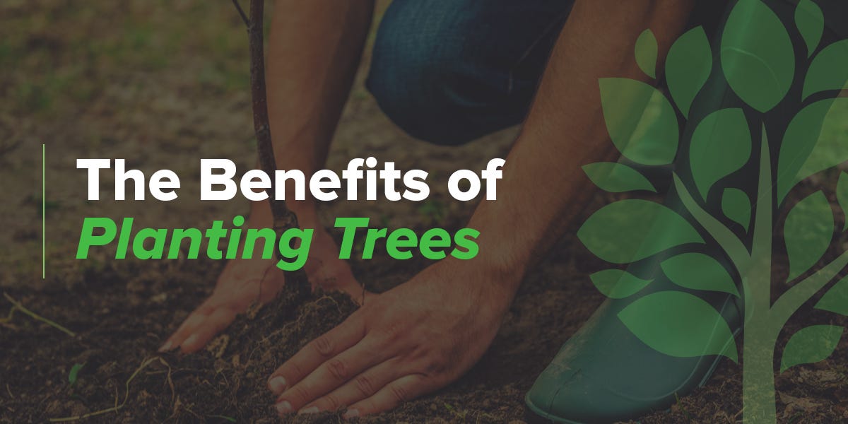 10 Amazing Benefits of Planting Trees in Your Backyard | by Afsana ...