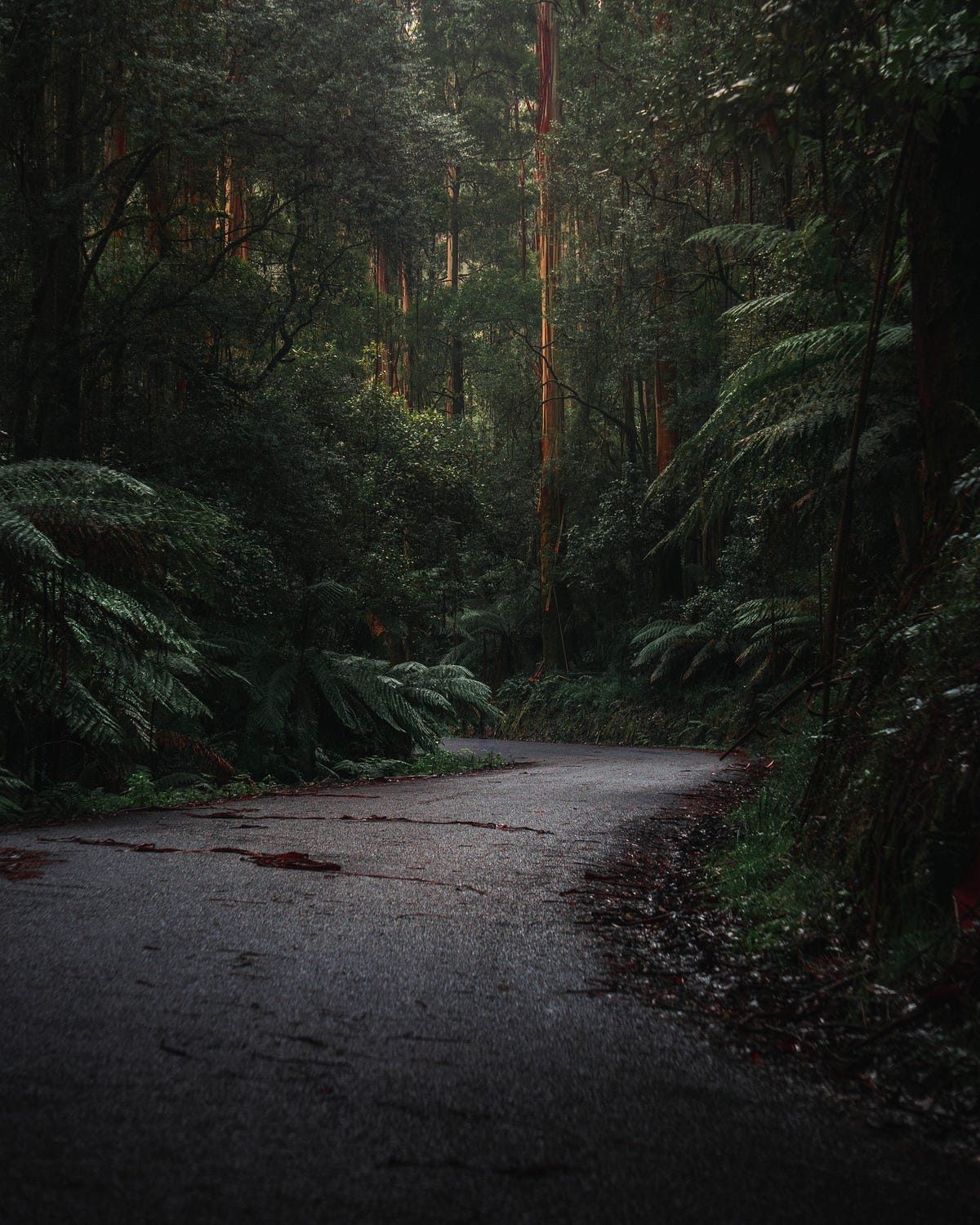 Australia’s most beautiful road | by Max Maier | Jun, 2023 | Medium