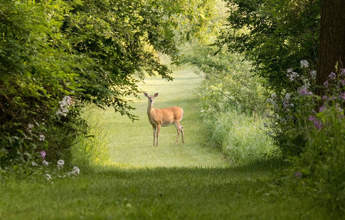 Bad Bambi — Solving the Deer Problem | by M.J. Trinklein | Stonecroft Farms | Medium