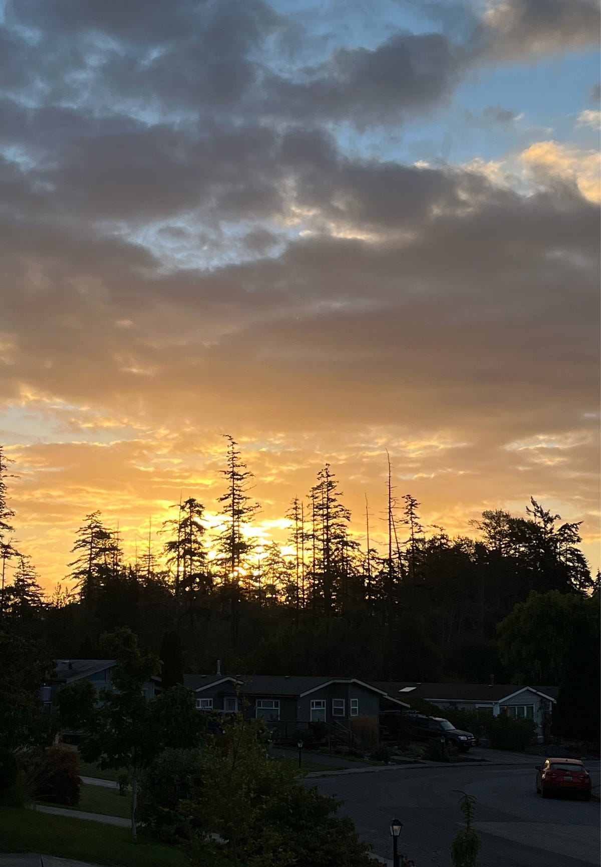 Covid, Gallbladder Surgery, and Hurricane Helene | by Beth Bruno | Weeds & Wildflowers | Sep ...