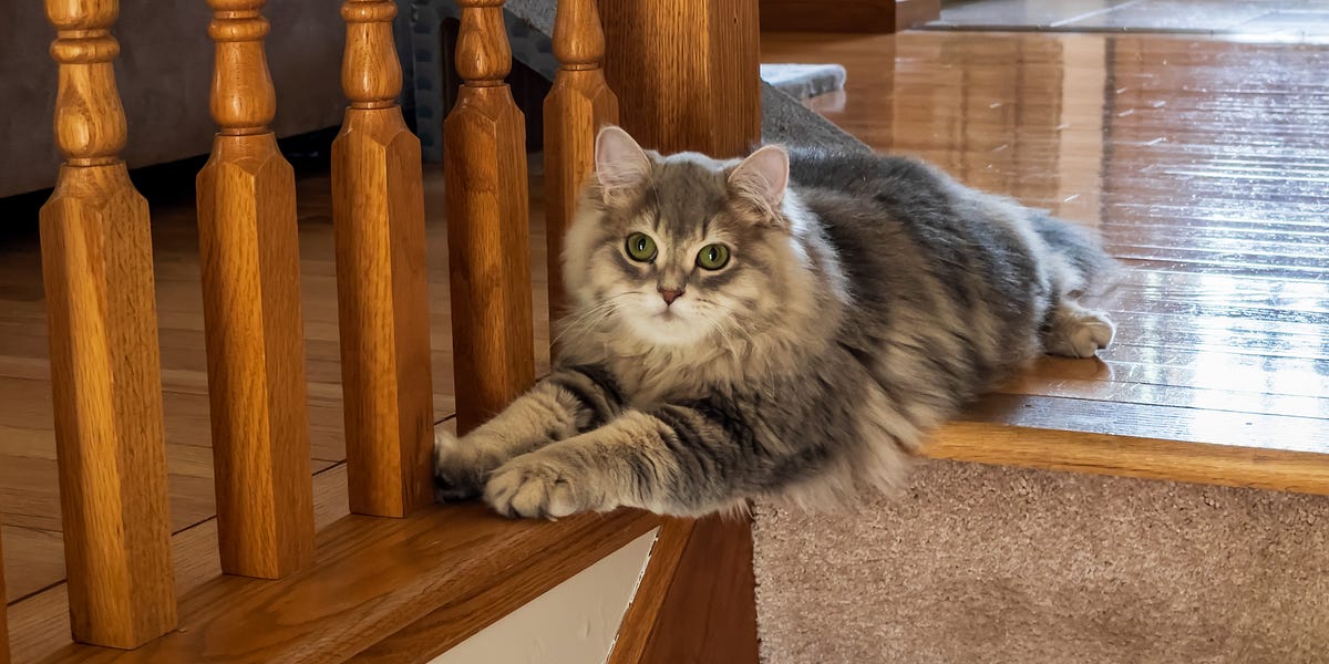 Pet Names, Let Me Count the Ways. Or, how a man came to love a kitten ...