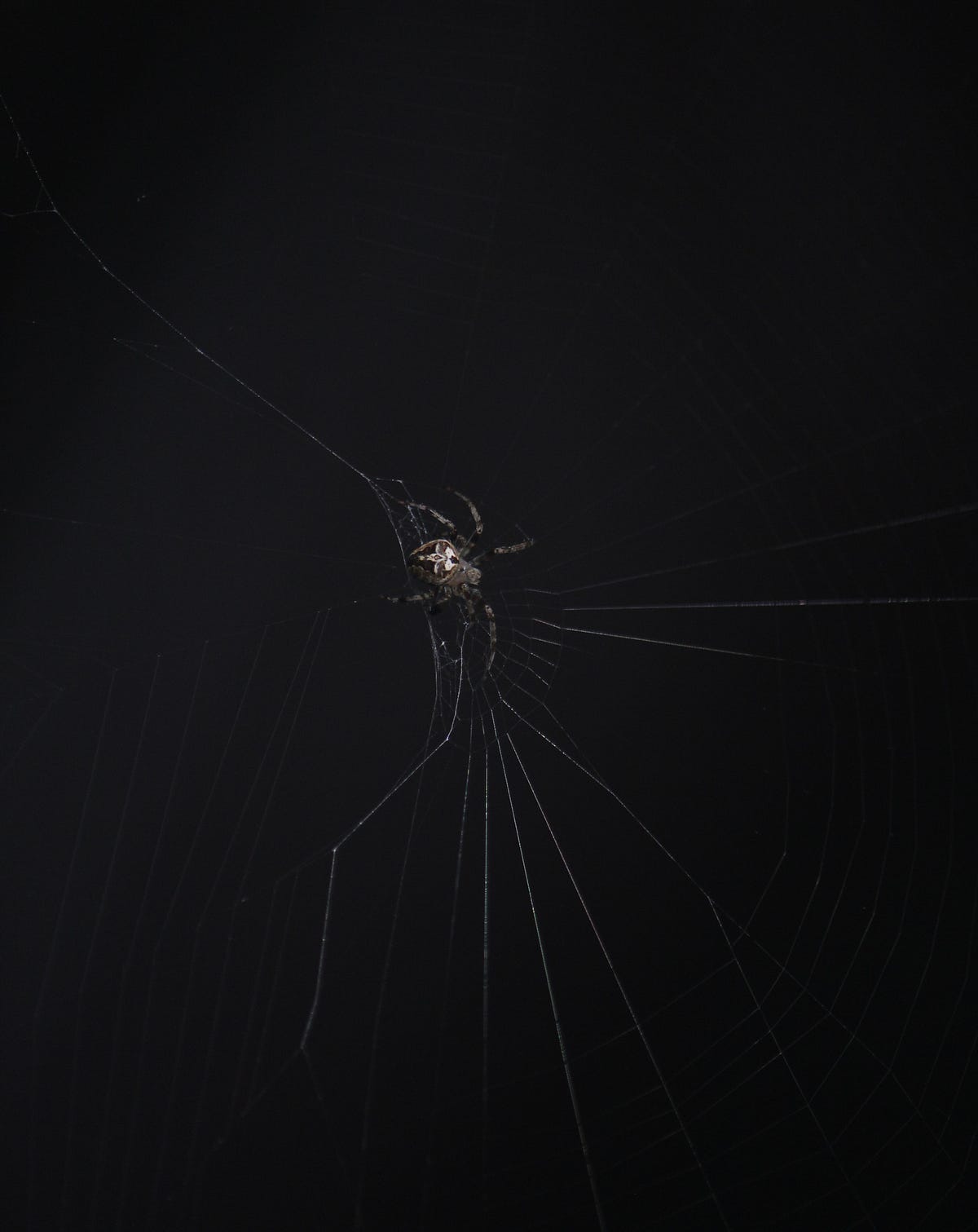 The Beauty in Eight Legs. The story of how spiders became my… | by ...