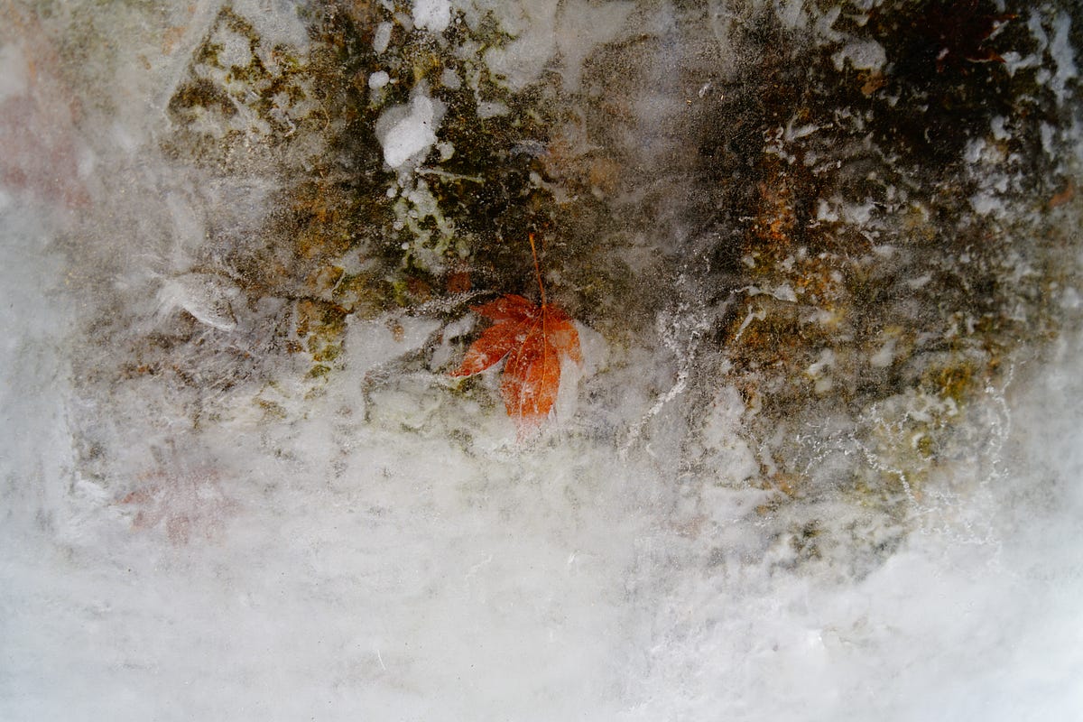 My Life as a Leaf. A poem about letting go and returning | by Scott C Todd | Scribe | Medium