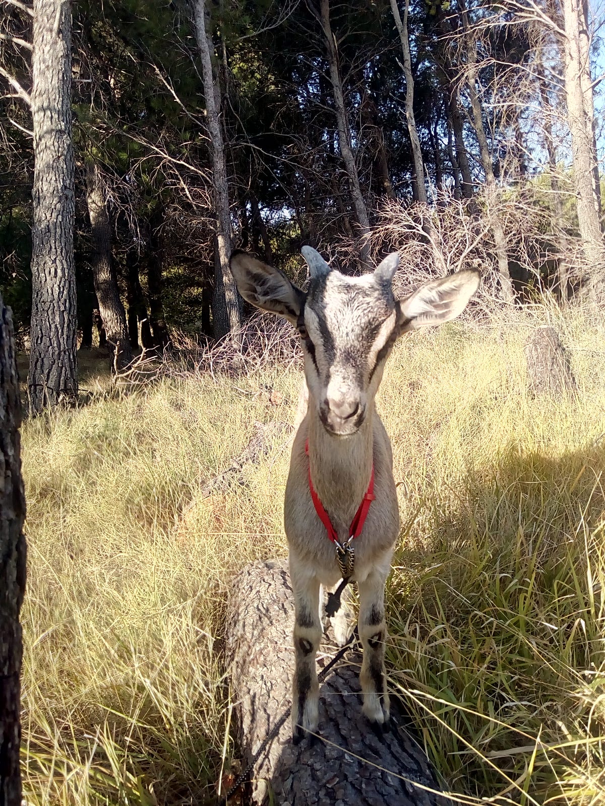 Three things goats taught me. An unexpected outcome from a long-term ...