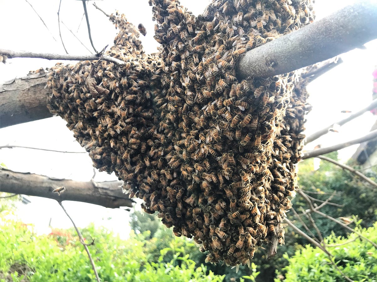 A draft proposal for a decision making process, modeled on the honeybee ...