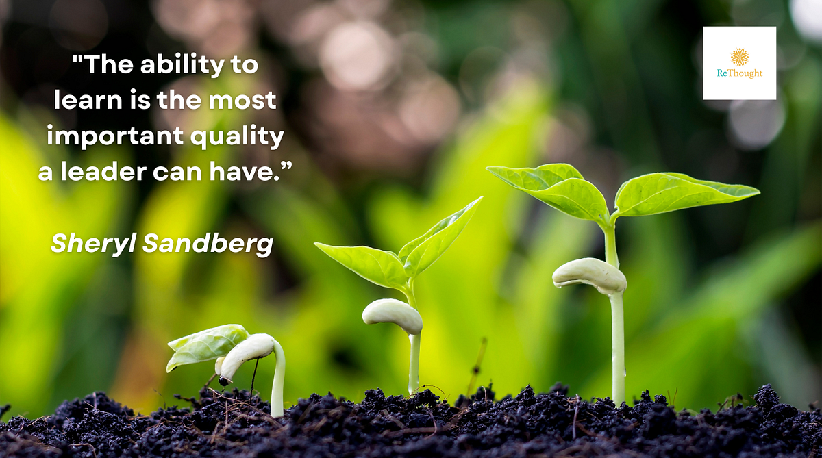 Seeds, Soil, and Strategy: Unexpected Lessons in Leadership | by ...