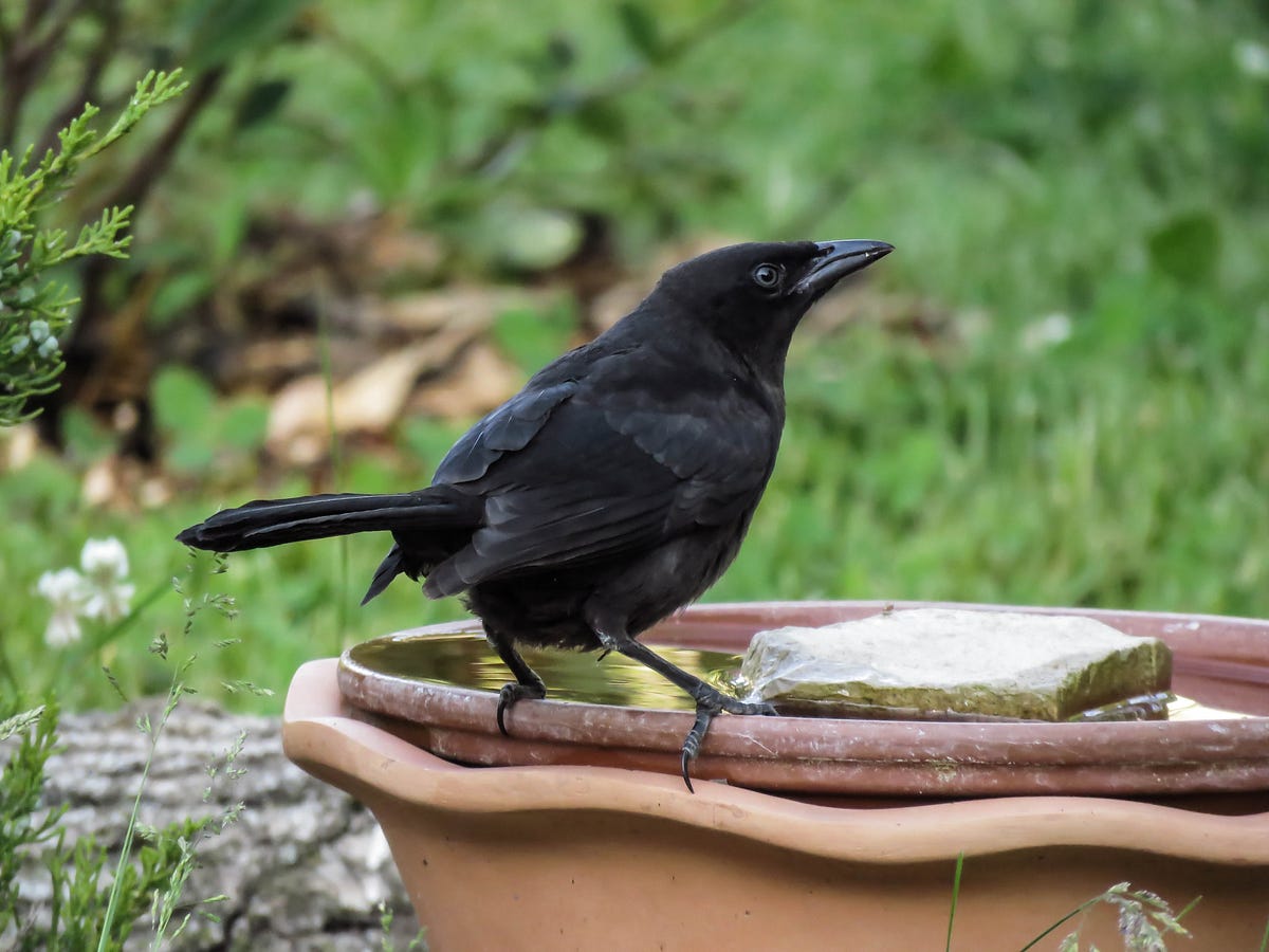 The Comfort of “The Comfort Of Crows” — A Backyard Year by Margaret ...