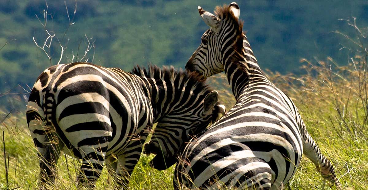 Tanzania Safari Tips. Tanzania is a beautiful country… | by BLESSING ...