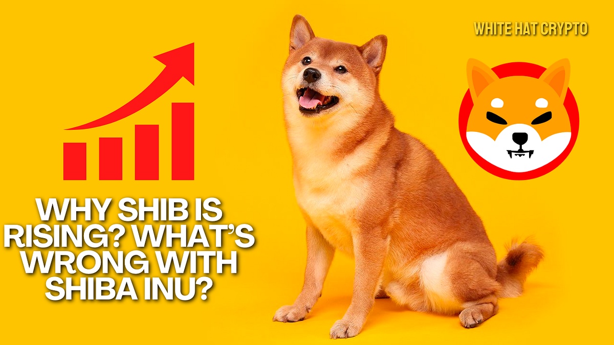 Why SHIB is rising? What’s wrong with Shiba Inu? | by White Hat Crypto ...