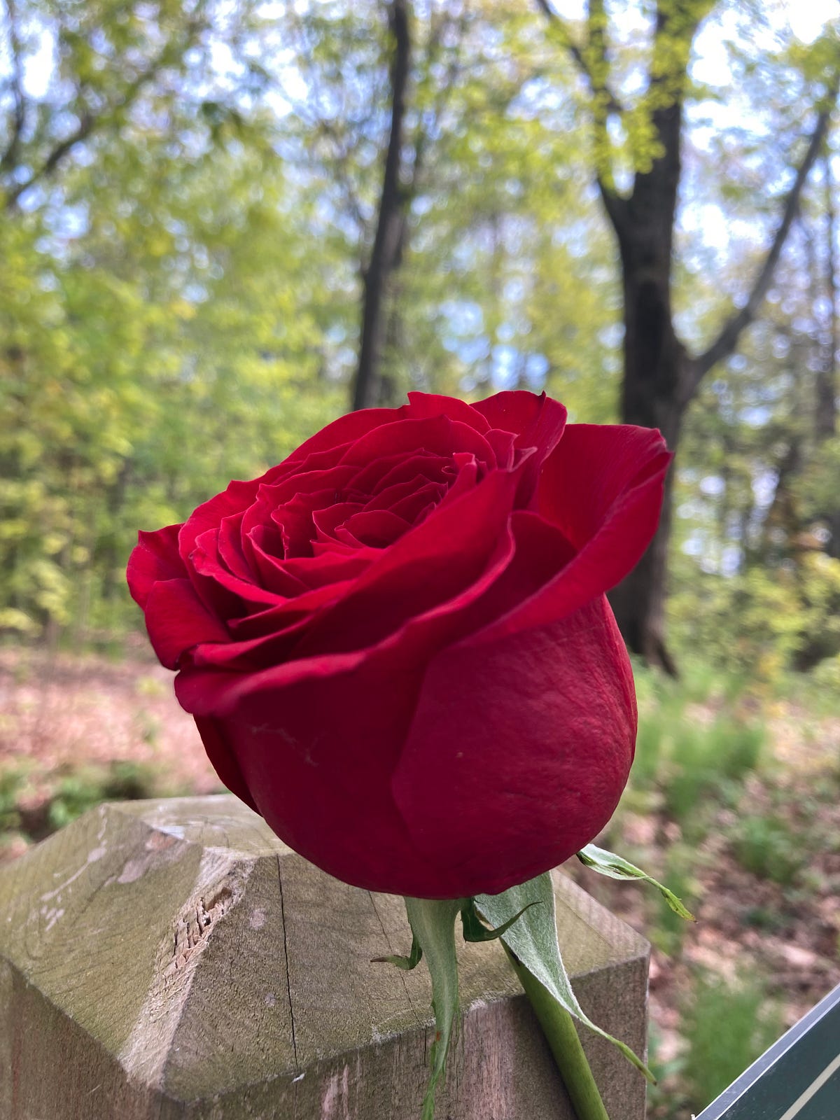 Mistress May. As the hard Earth melts into Spring… | by Gabriella | Medium