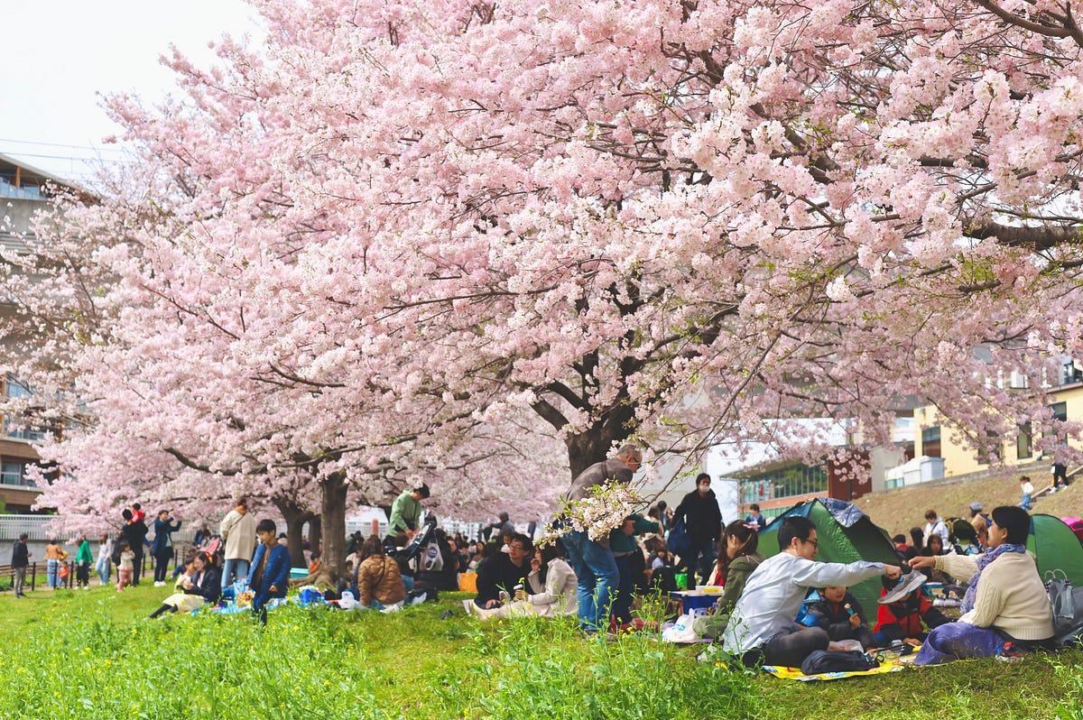 How to Do a Hanami Picnic Like a Local in Japan | by Thoa Nguyen | Medium