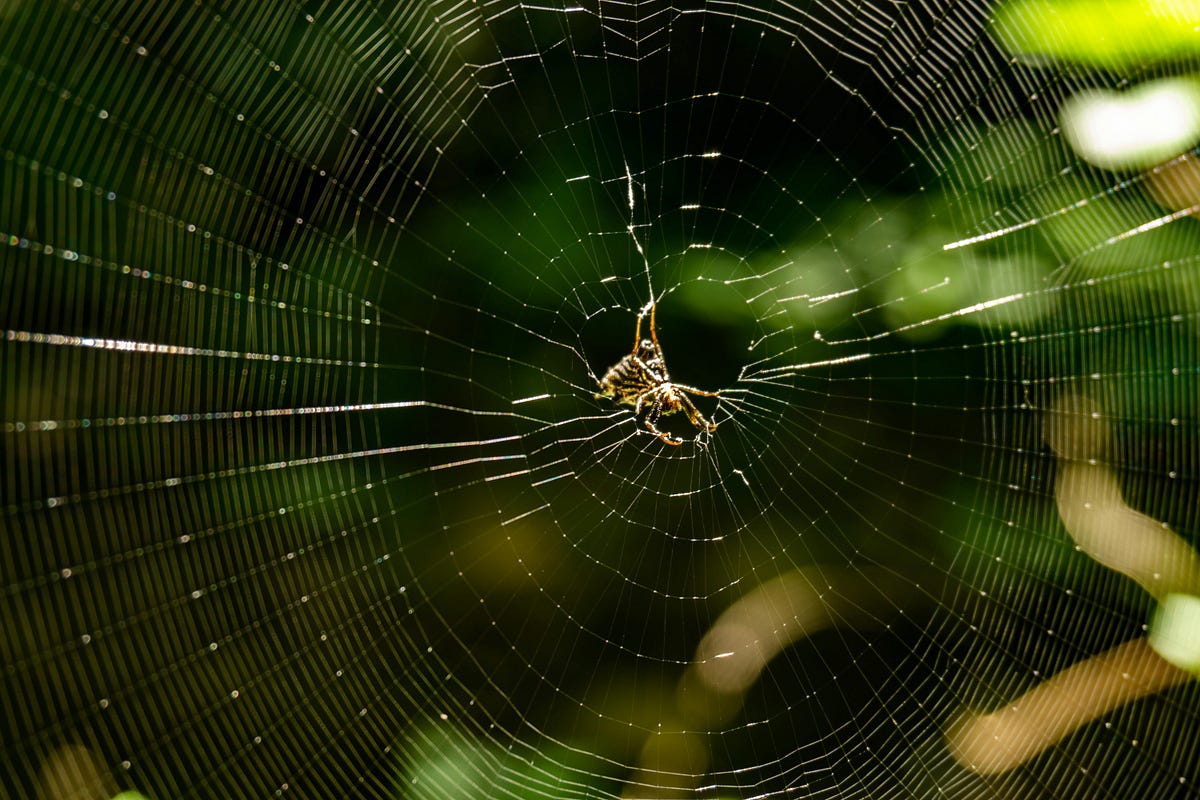 Why Is Spider Silk So Strong ?. Discovering spider silk’s remarkable ...