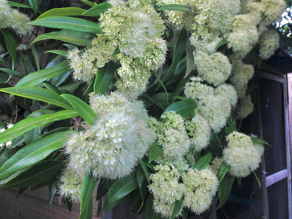 Plant notes: Lemon myrtle. Common name | by Russ Grayson | PERMACULTURE ...